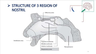 Nasal to brain | PPTX