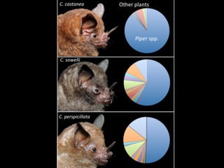 Wake up and smell the piper! Olfactory receptor repertoires reflect ...