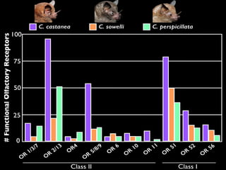 Wake up and smell the piper! Olfactory receptor repertoires reflect ...
