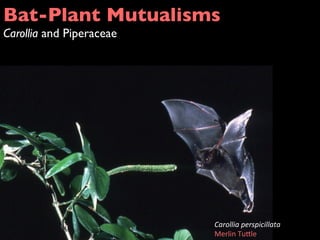 Wake up and smell the piper! Olfactory receptor repertoires reflect ...