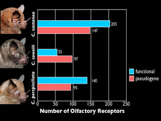 Wake up and smell the piper! Olfactory receptor repertoires reflect ...