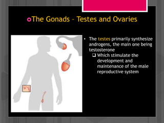 hormones and endocrine system | PPTX