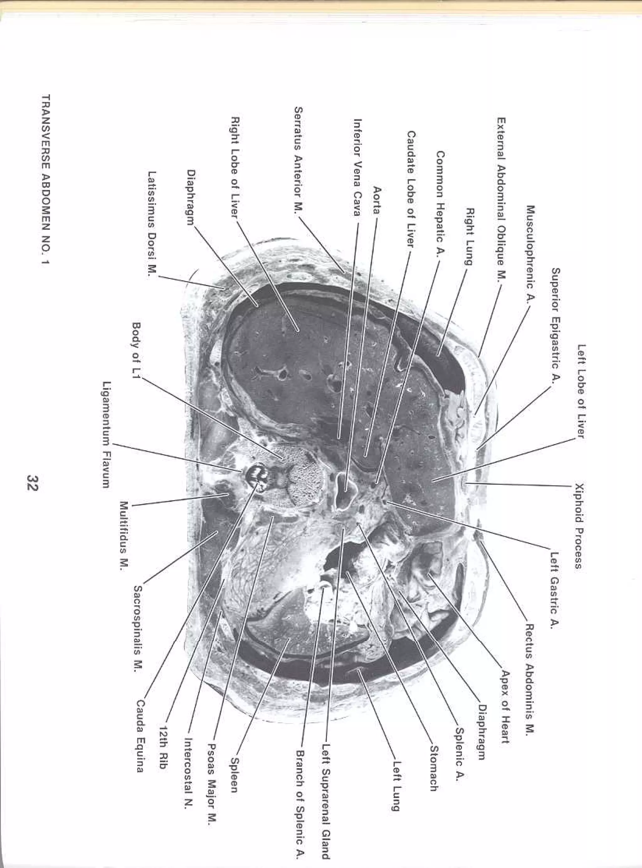 Nasco's anatomy workbook | PDF
