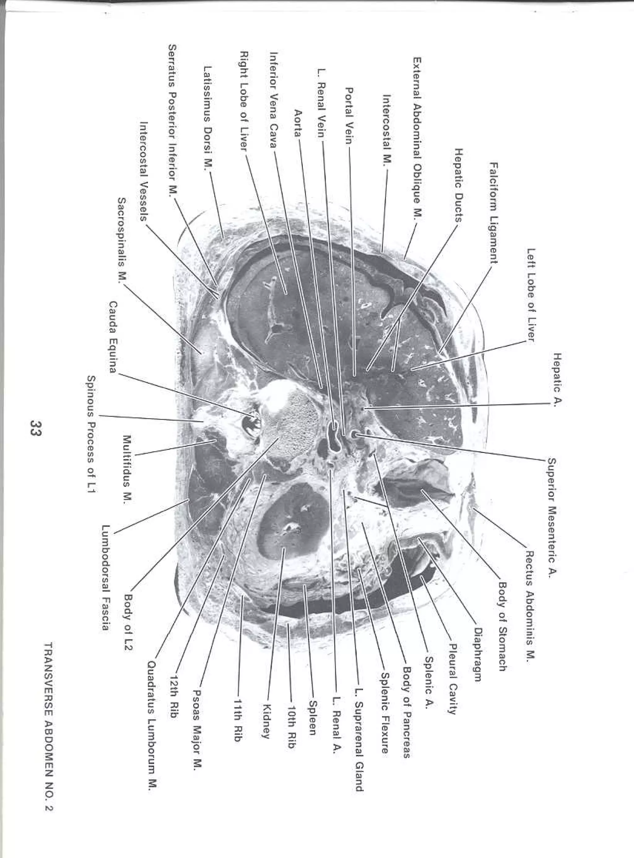 Nasco's anatomy workbook | PDF