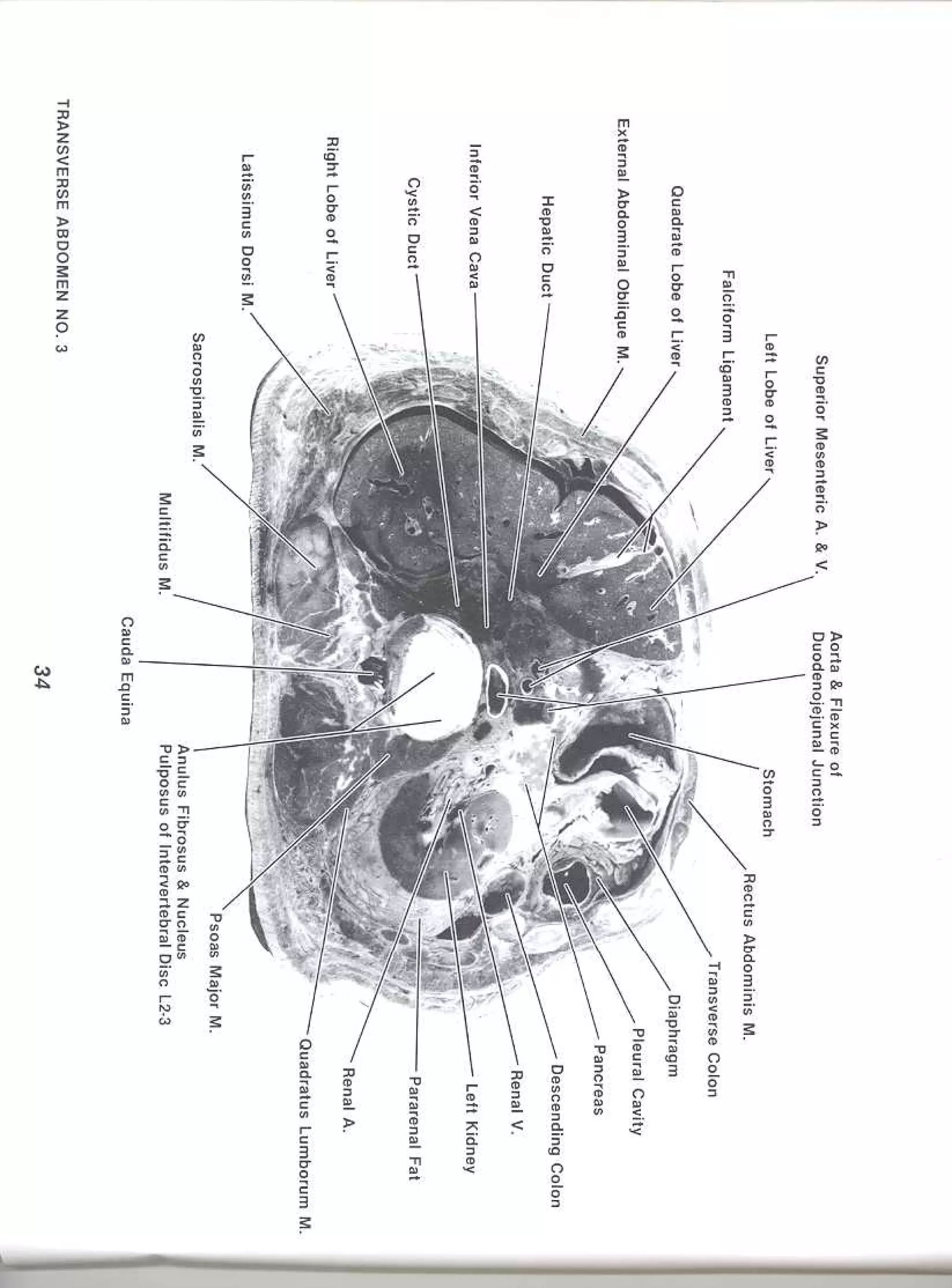 Nasco's anatomy workbook | PDF