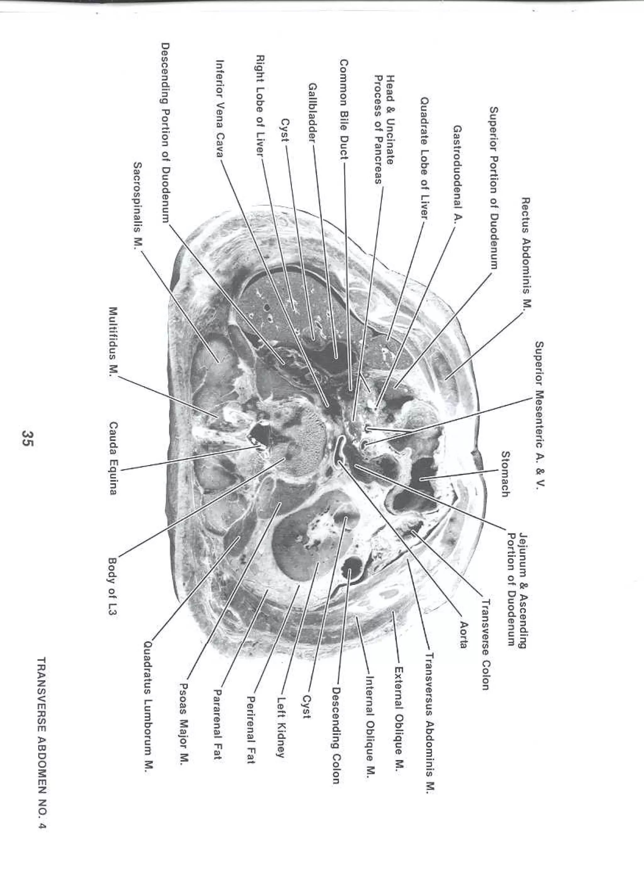 Nasco's anatomy workbook | PDF