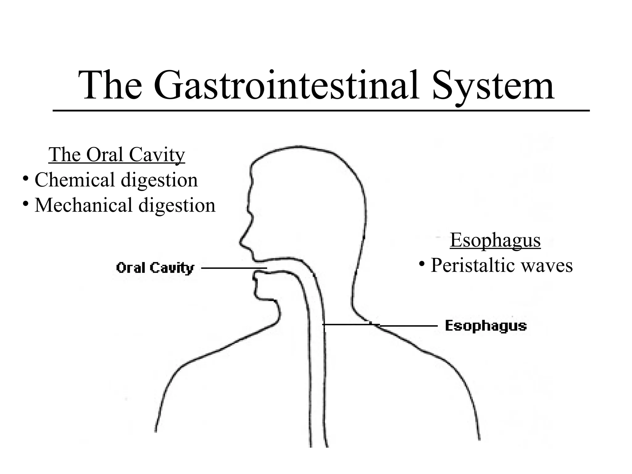 Nasogastric intubation | PPT