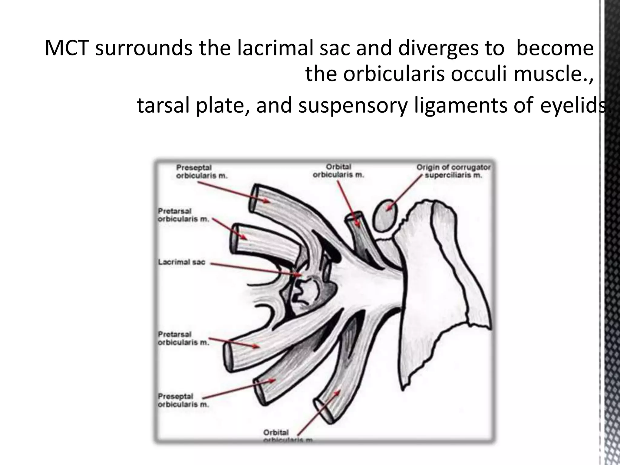 NOE FRACTURE PPT | PPTX
