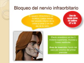 Nasopalatino e infraorbitrario | PPTX