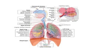 Nasopharyngeal Airway.pptx