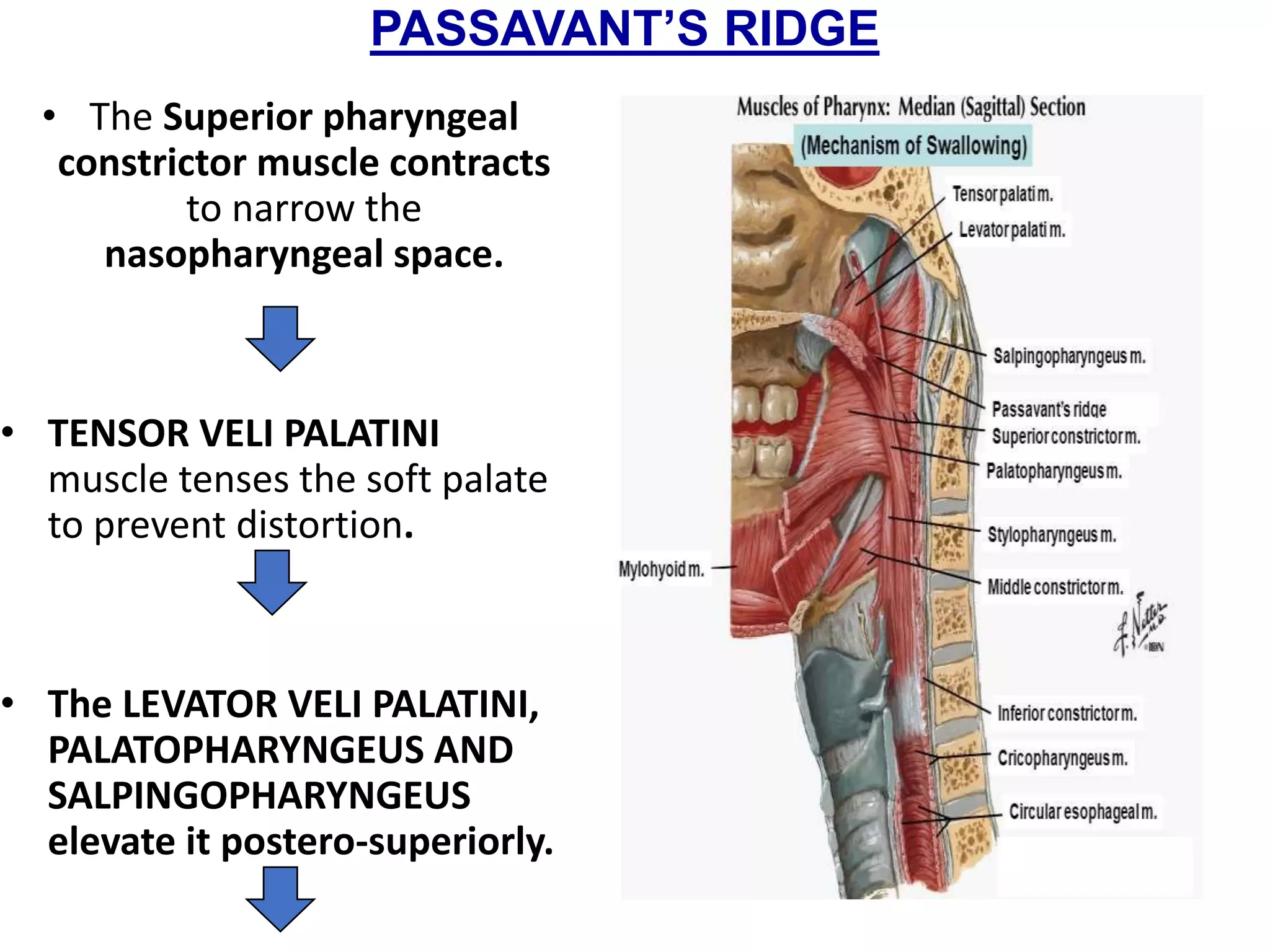 Nasopharynx gross anatomy and applied anatomy in dental and medical ...