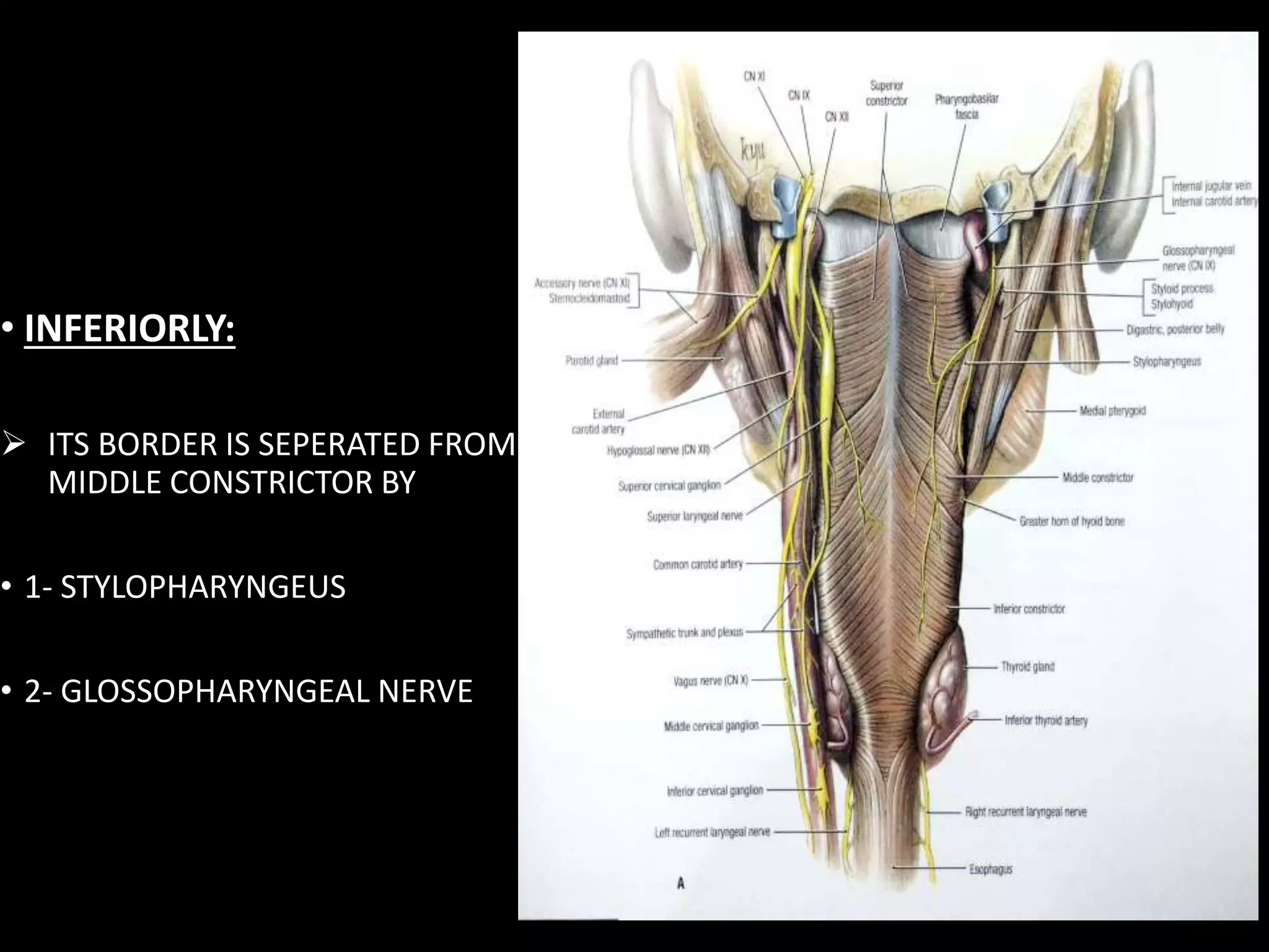 Nasopharynx gross anatomy and applied anatomy in dental and medical ...