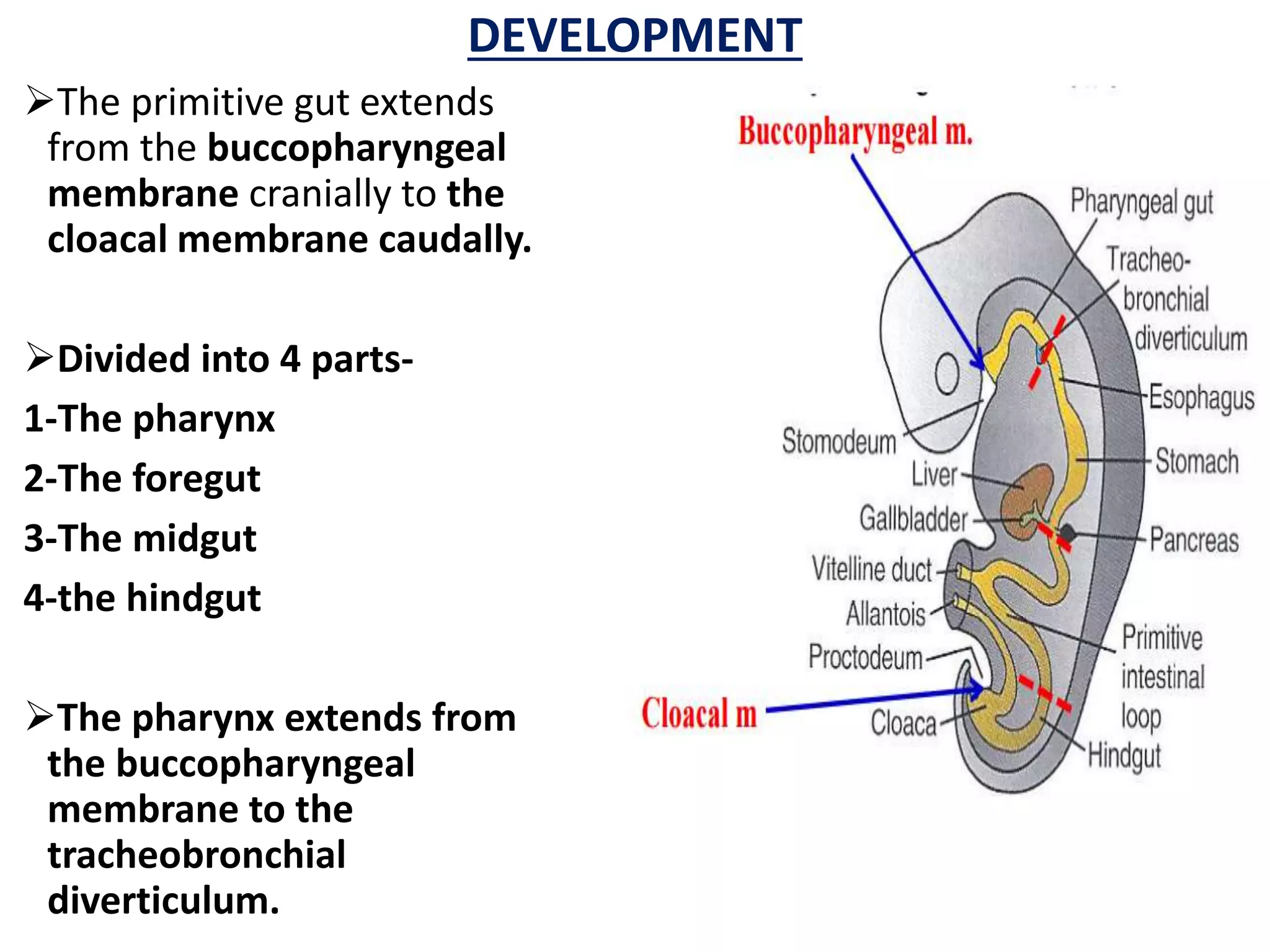 Nasopharynx gross anatomy and applied anatomy in dental and medical ...
