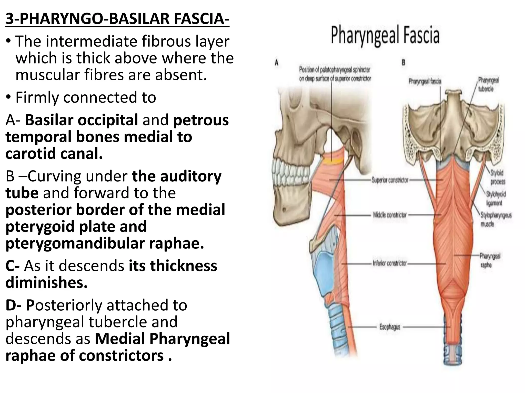 Nasopharynx gross anatomy and applied anatomy in dental and medical ...