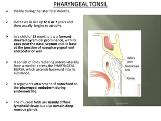 Nasopharynx gross anatomy and applied anatomy in dental and medical ...