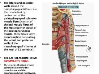 Nasopharynx gross anatomy and applied anatomy in dental and medical ...