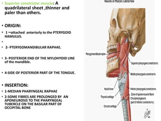Nasopharynx gross anatomy and applied anatomy in dental and medical ...