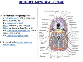 Nasopharynx gross anatomy and applied anatomy in dental and medical ...