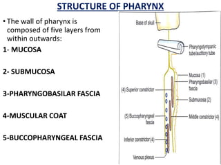 Nasopharynx gross anatomy and applied anatomy in dental and medical ...
