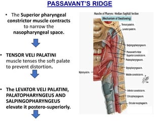 Nasopharynx gross anatomy and applied anatomy in dental and medical ...