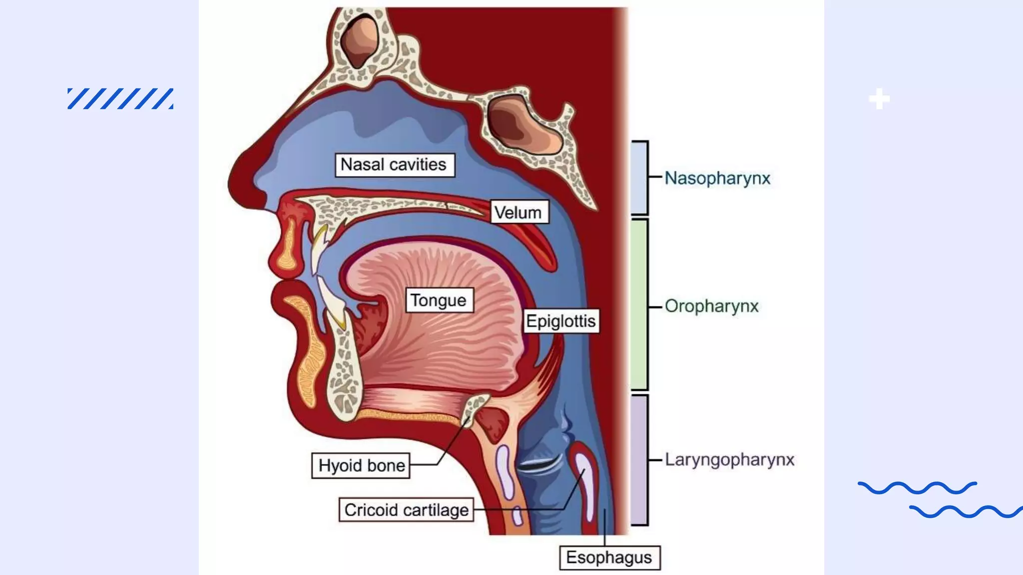 Nasopharynx.pptx