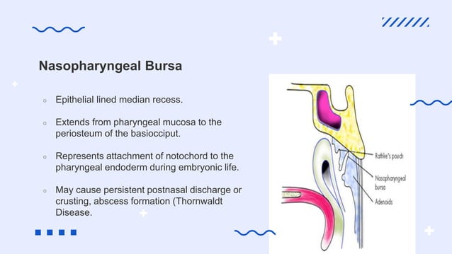 Nasopharynx.pptx | Ear, Nose and Throat Conditions | Diseases and ...