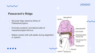 Nasopharynx.pptx