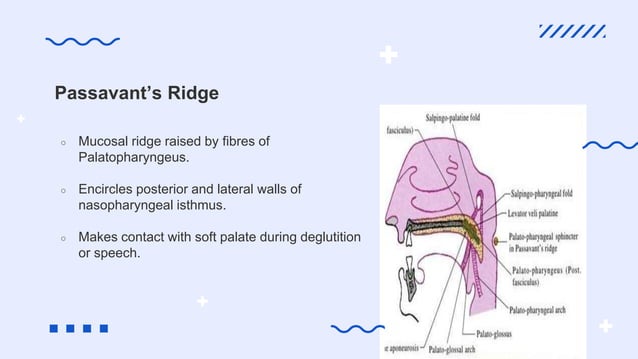 Nasopharynx.pptx | Ear, Nose and Throat Conditions | Diseases and ...