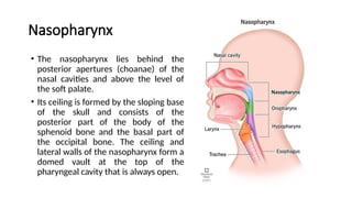 Nasopharynx anatomy (Upper respiratory tract).pptx