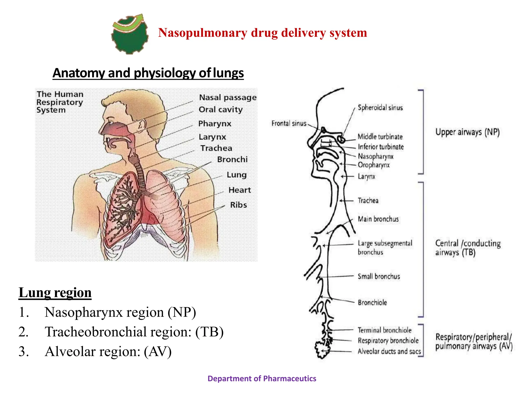 Nasopulmonary- drug delivery system pptx | PPTX