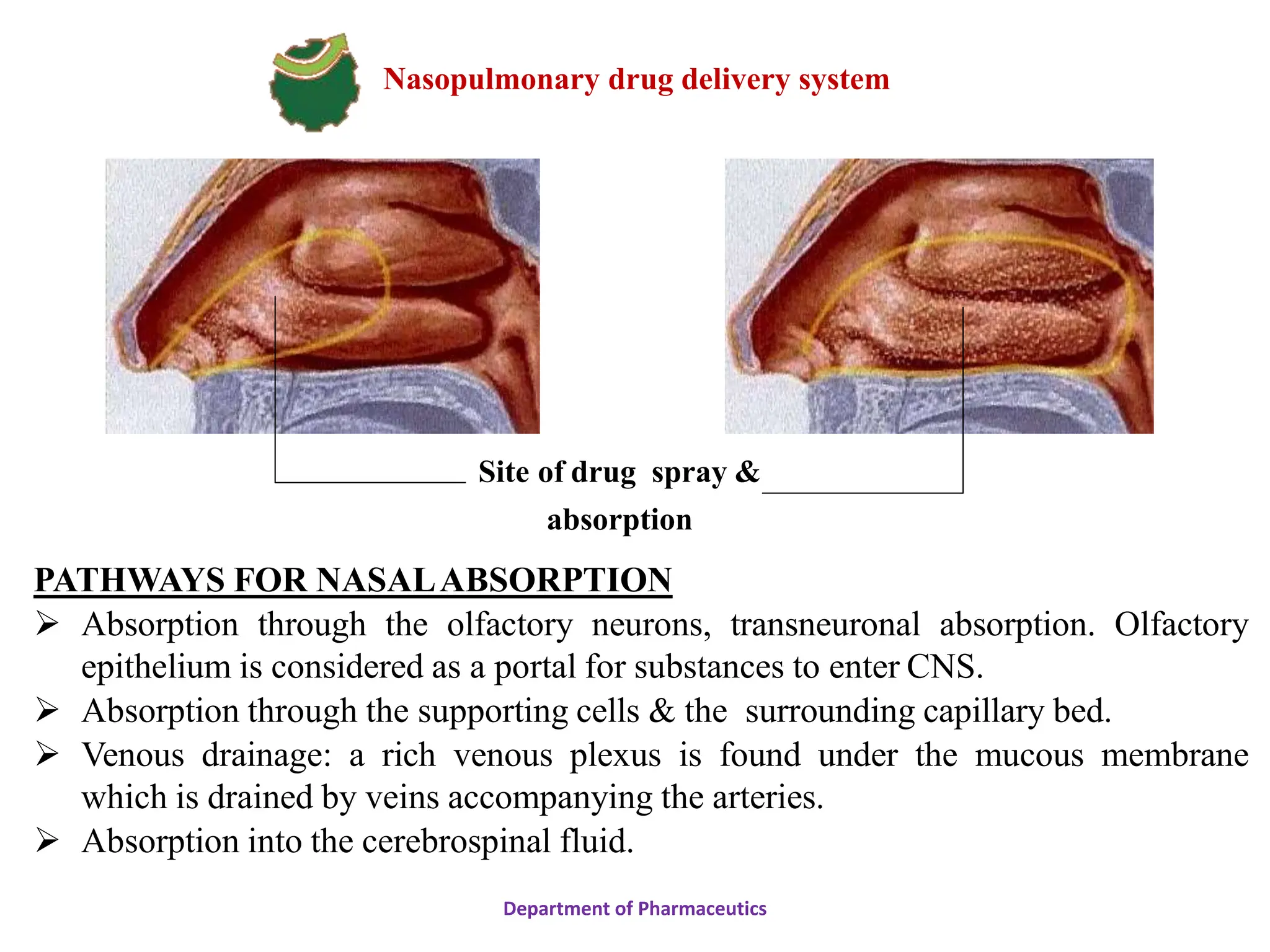 Nasopulmonary- drug delivery system pptx | PPTX