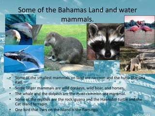 Nassau (bahamas) presentation | PPTX | Desserts and Baking | Food & Drink