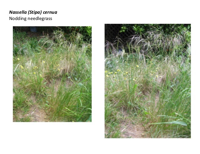 Nassella cernua web show