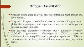 N Assimilation & Importance of Nitrogen for Plants.pdf