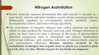 N Assimilation & Importance of Nitrogen for Plants.pdf
