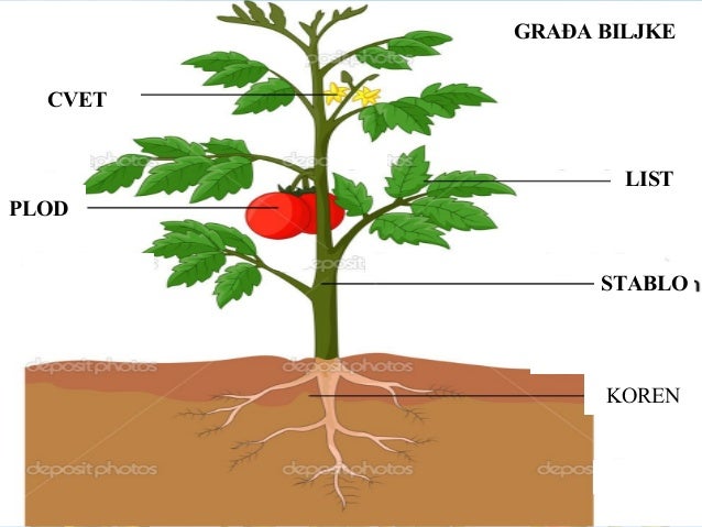 Nastanak i razvoj biljaka