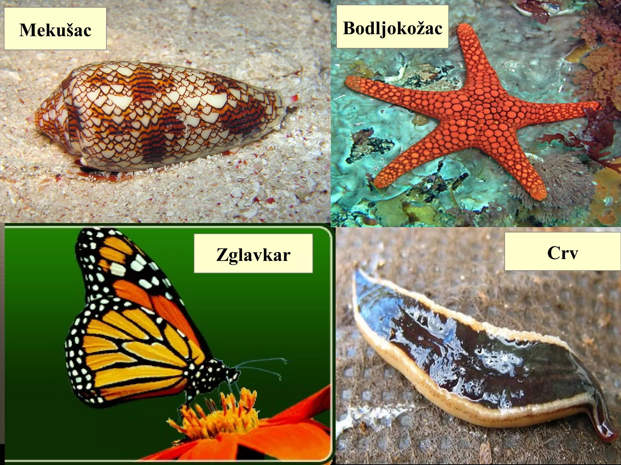 Nastanak, razvoj i raznovrsnost životinja | PPT