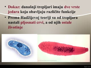 Nastanak, razvoj i raznovrsnost životinja | PPT
