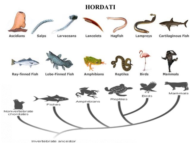 Nastanak, razvoj i raznovrsnost životinja | PPT