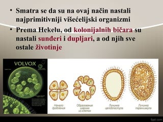 Nastanak, razvoj i raznovrsnost životinja | PPT
