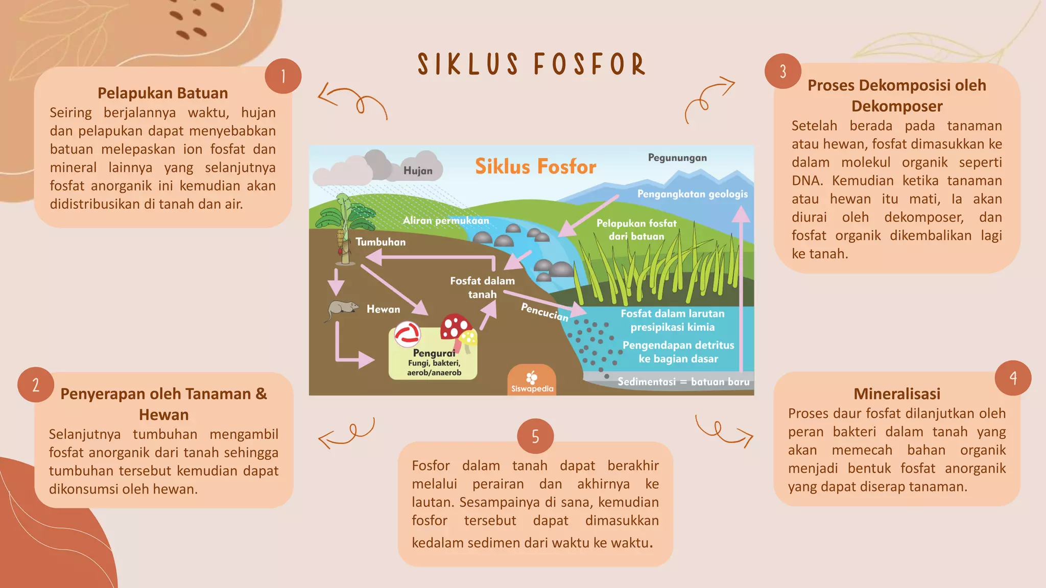 Daur Fosfor | PDF