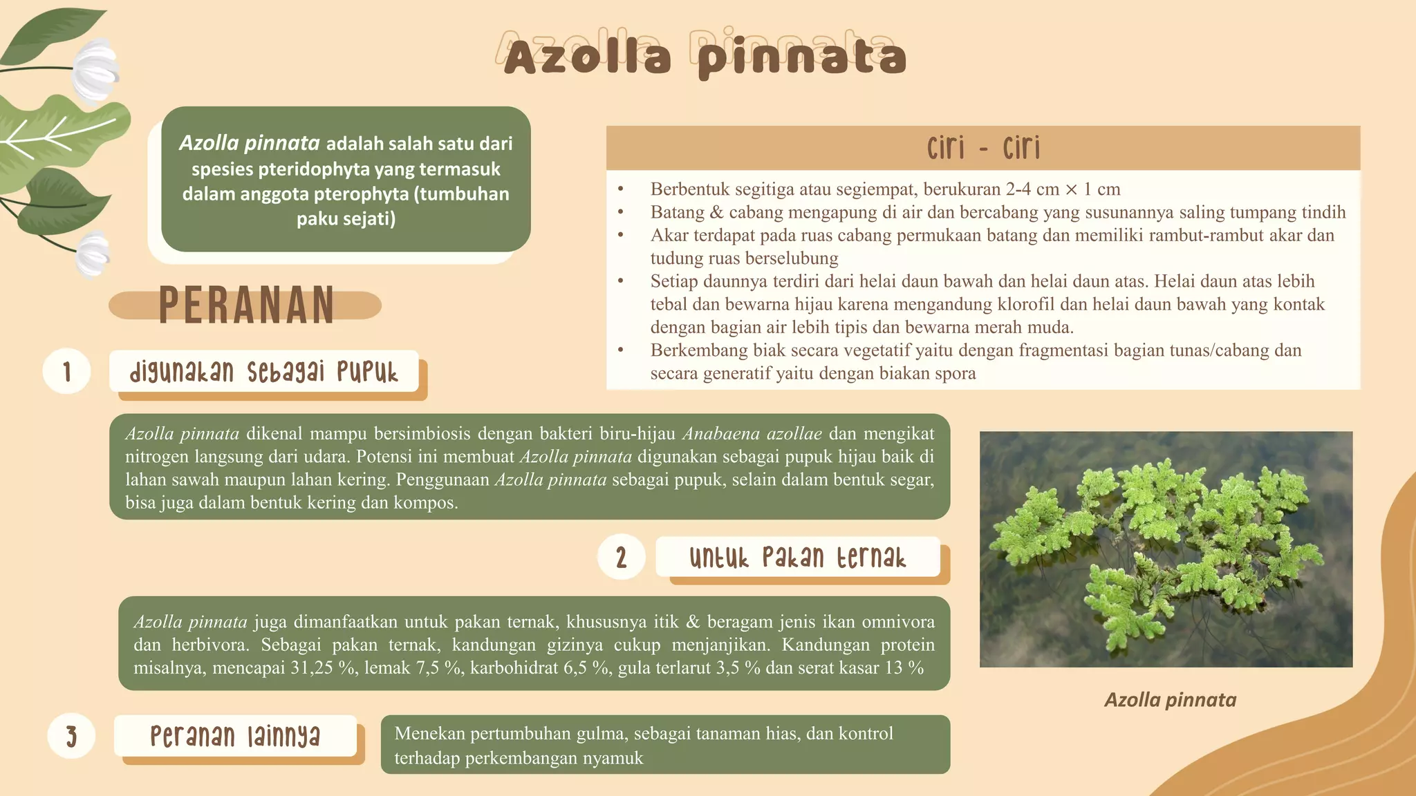 Peranan Plantae | PDF
