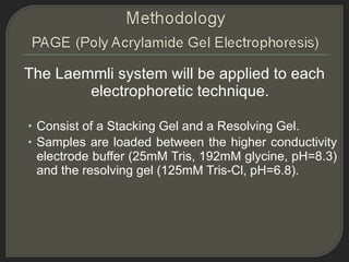 Electrophoretic Characterization of Plasminogen Activator Proposal | PPT