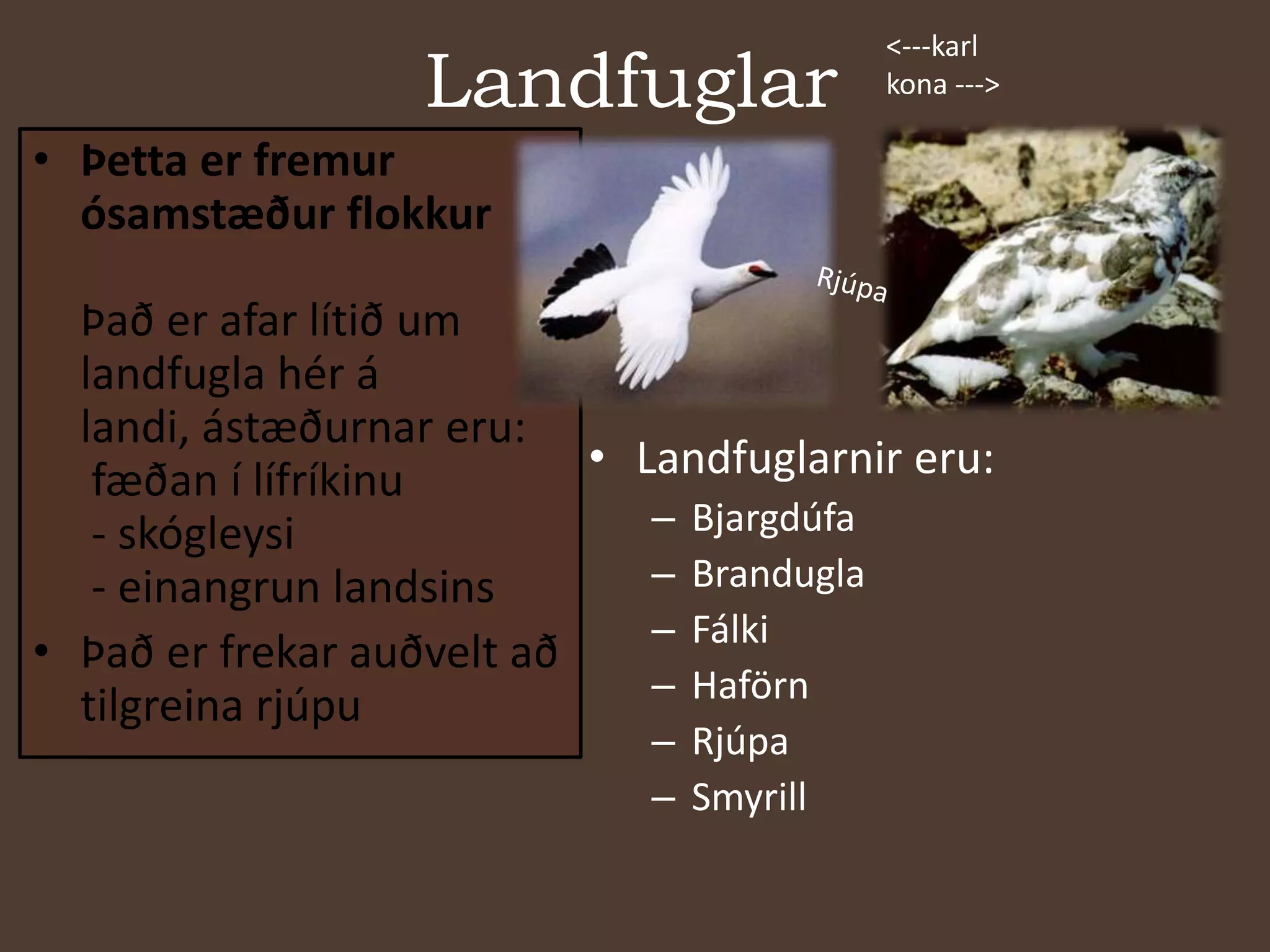 Natalia fuglar | PPTX