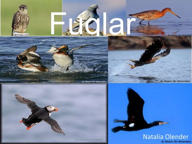 Natalia fuglar | PPTX