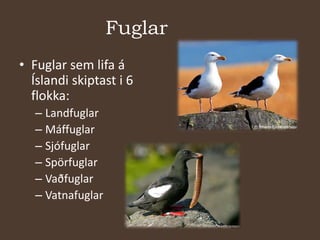 Natalia fuglar | PPTX