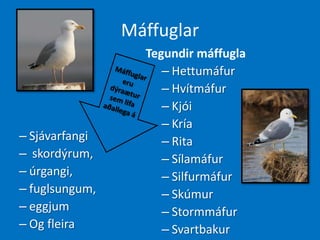 Natalia fuglar | PPTX
