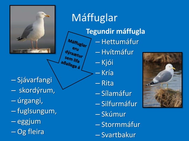Natalia fuglar | PPTX