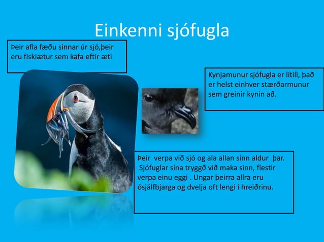 Natalia fuglar | PPTX