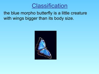 Natalie a the blue morpho | PPT